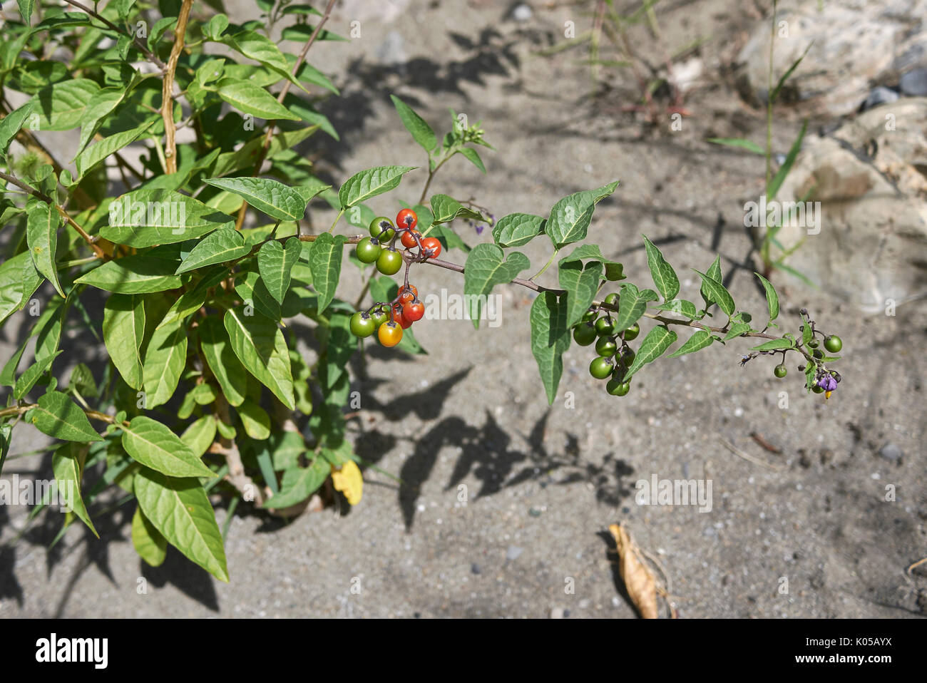 Climbing nightshade hi-res stock photography and images - Alamy