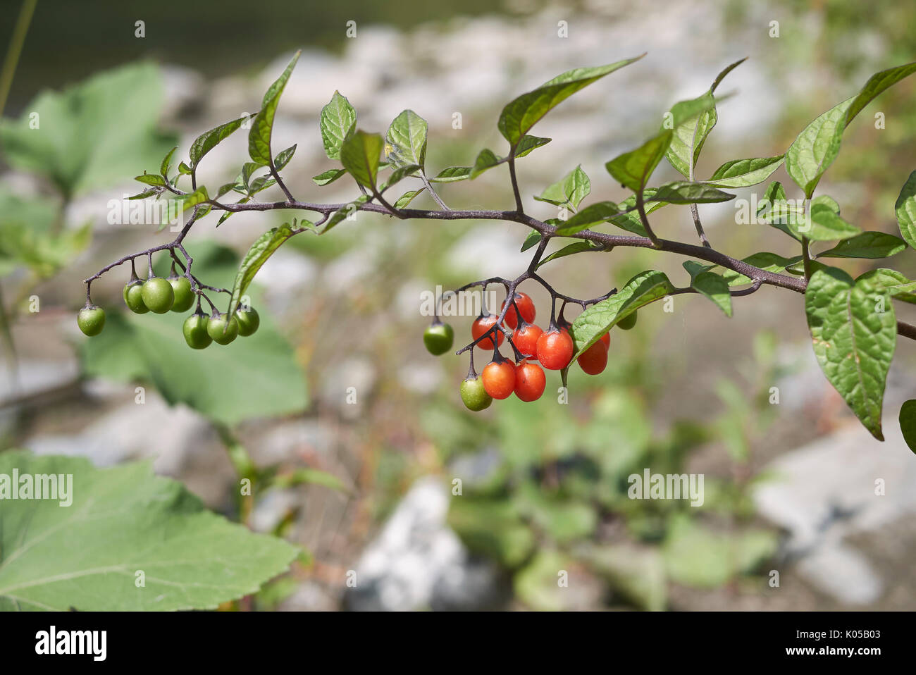 Solanum dulcamara fruits Stock Photo - Alamy