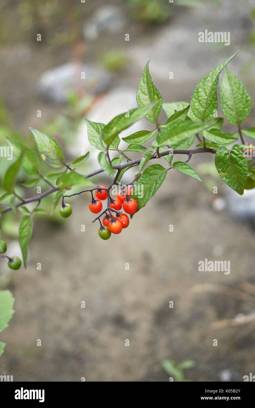 Amara river hi-res stock photography and images - Alamy