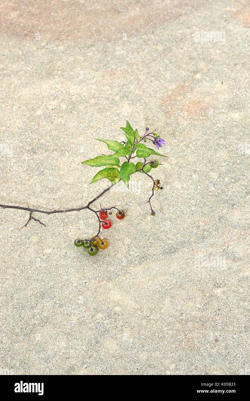 Solanum dulcamara fruits Stock Photo - Alamy