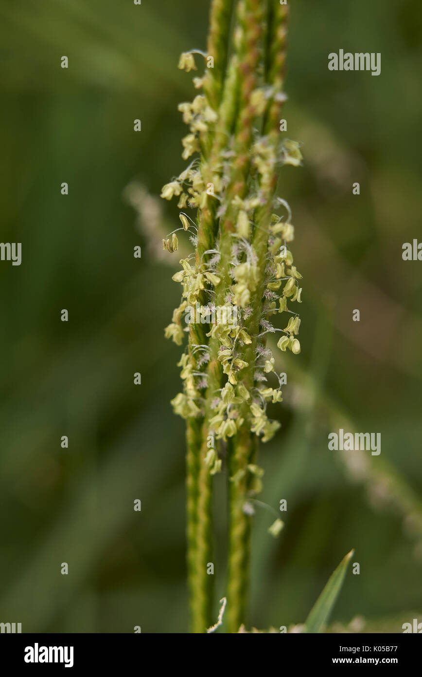 Durva grass hi-res stock photography and images - Alamy