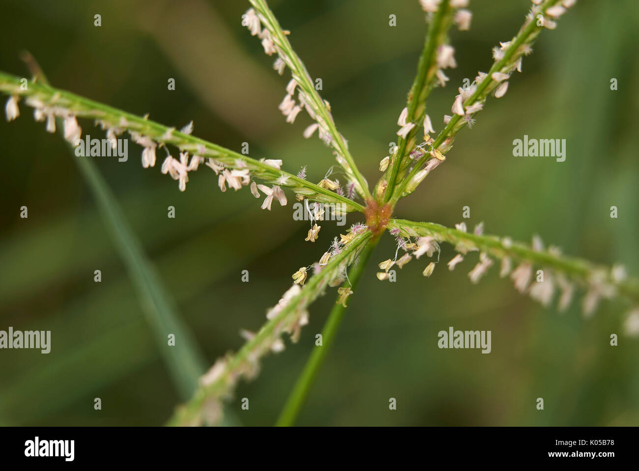 Durva grass hi-res stock photography and images - Alamy