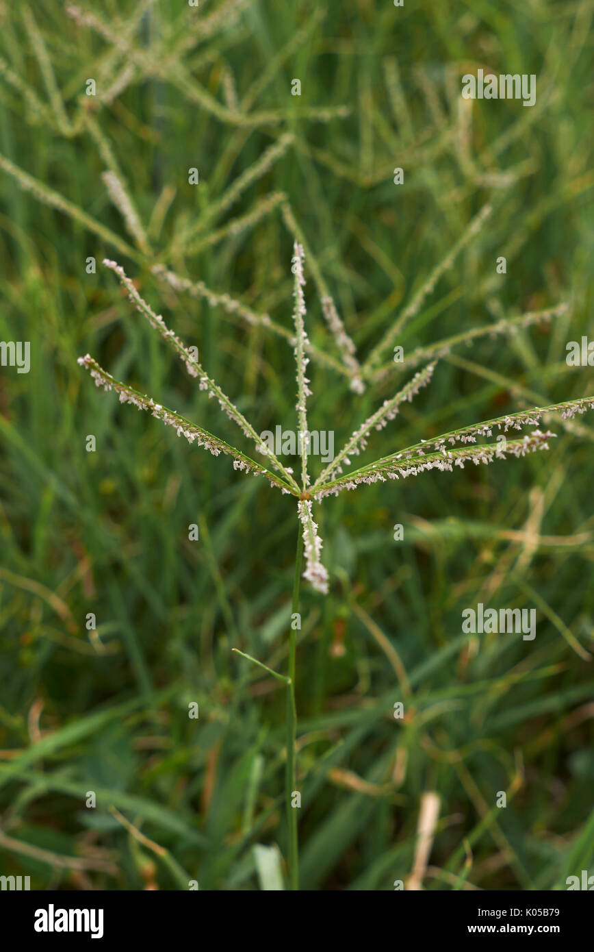 Durva grass hi-res stock photography and images - Alamy