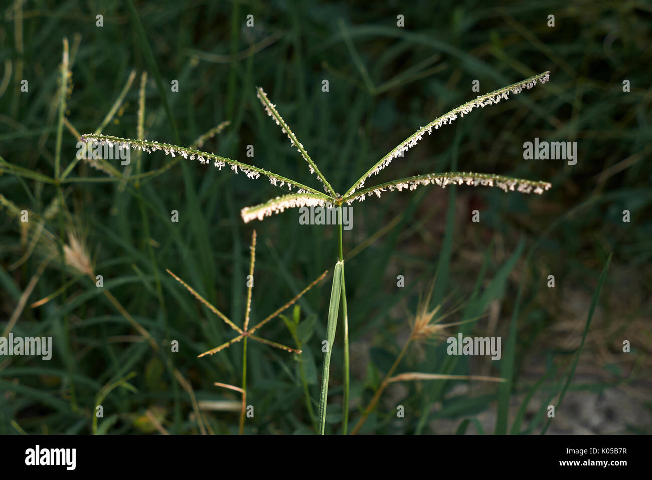 Cynodon dactylon hi-res stock photography and images - Alamy