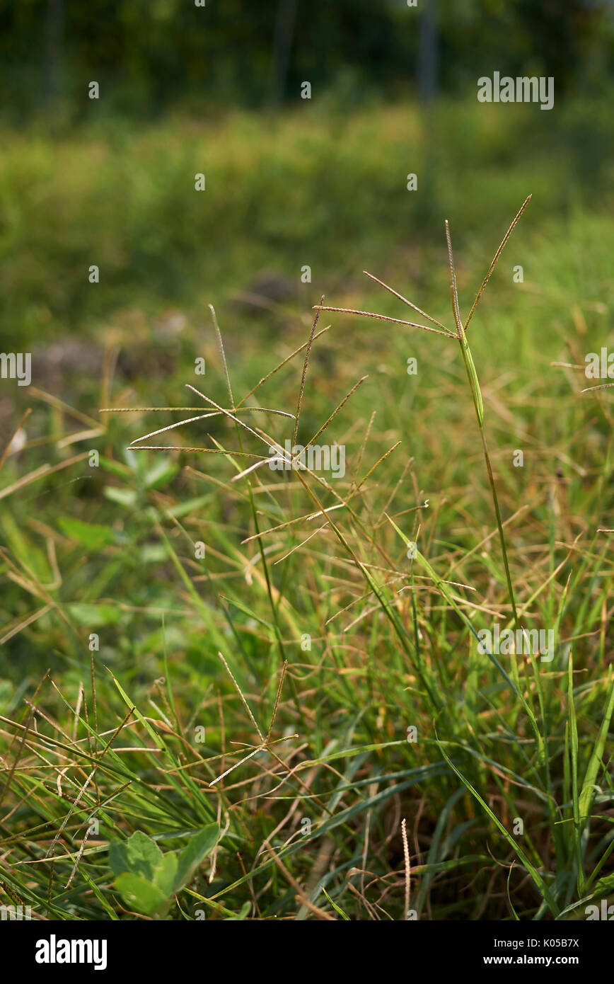 Cynodon dactylon grass hi-res stock photography and images - Alamy