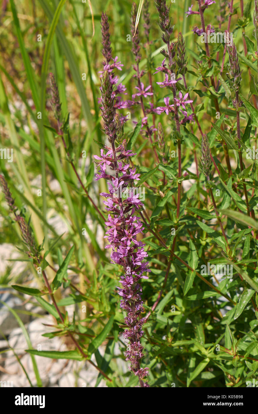 Lythrum salicaria bloom Stock Photo - Alamy