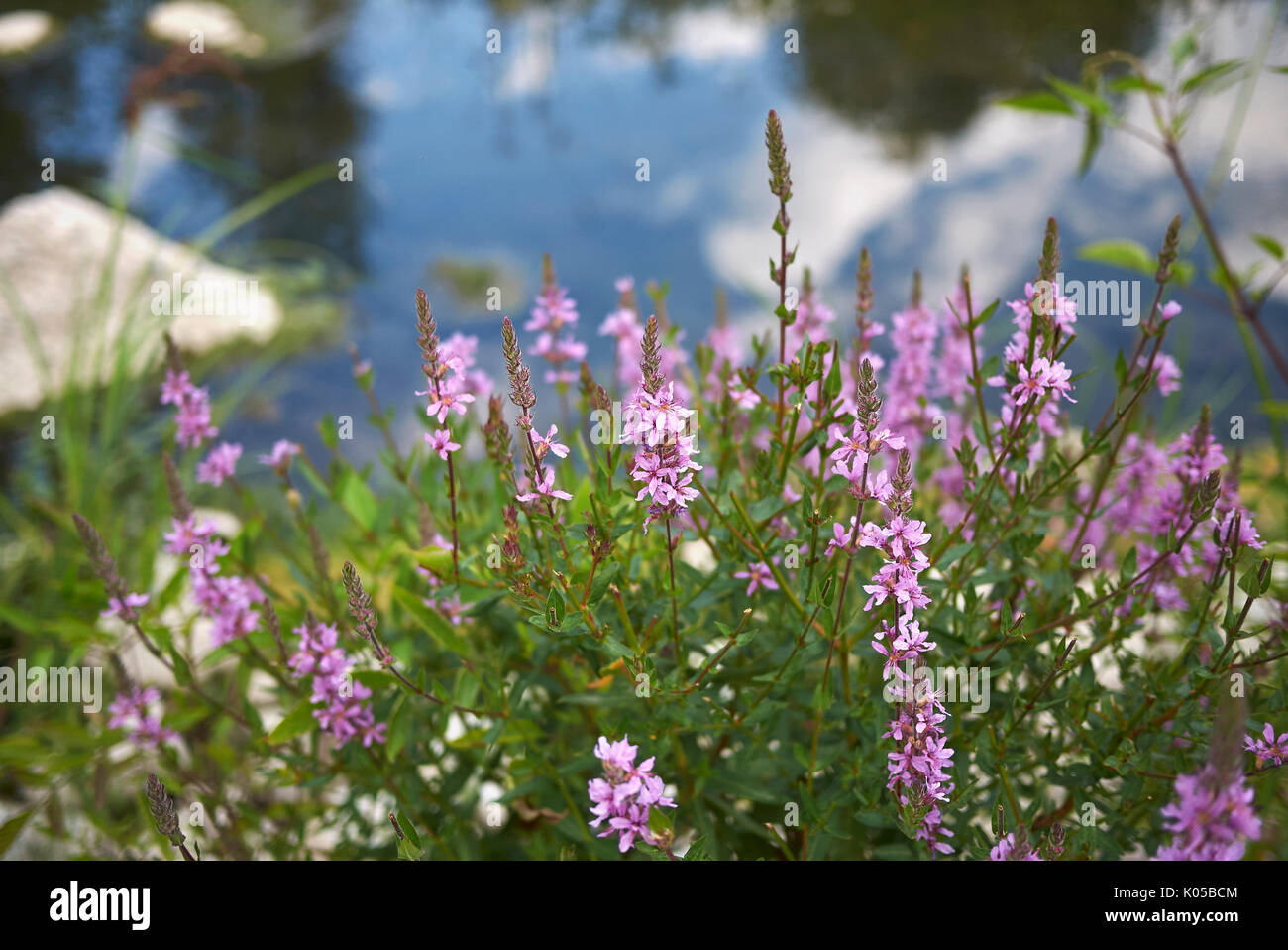 Lythrum salicaria bloom Stock Photo - Alamy