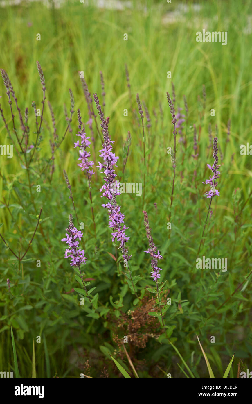 Lythrum salicaria bloom Stock Photo - Alamy