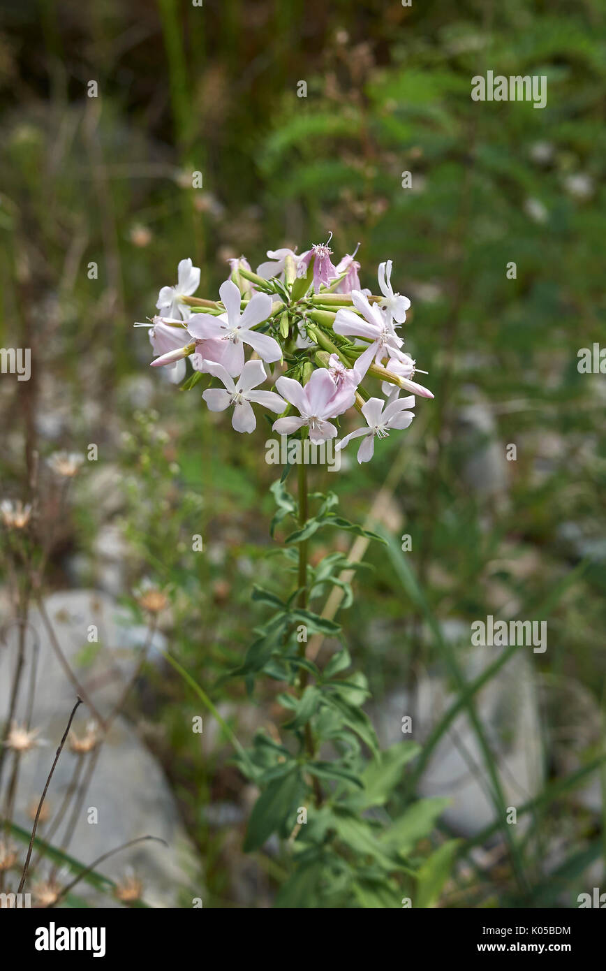 Saponaria officinalis bloom Stock Photo - Alamy