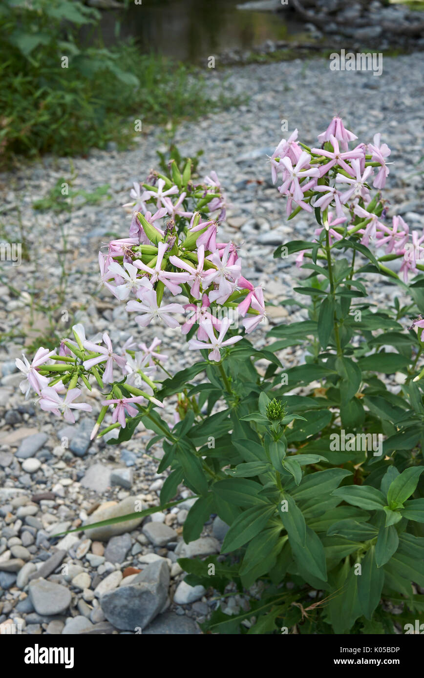 Saponaria officinalis bloom Stock Photo - Alamy