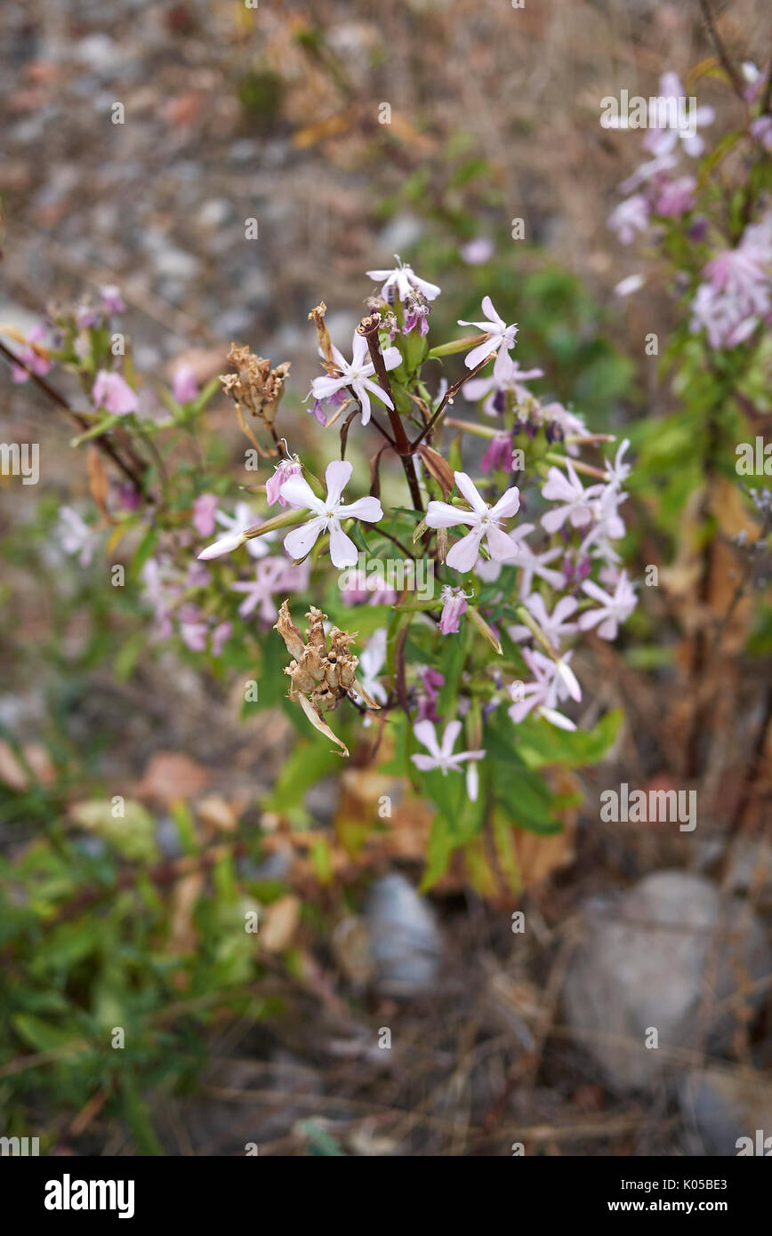 Saponaria officinalis bloom Stock Photo - Alamy