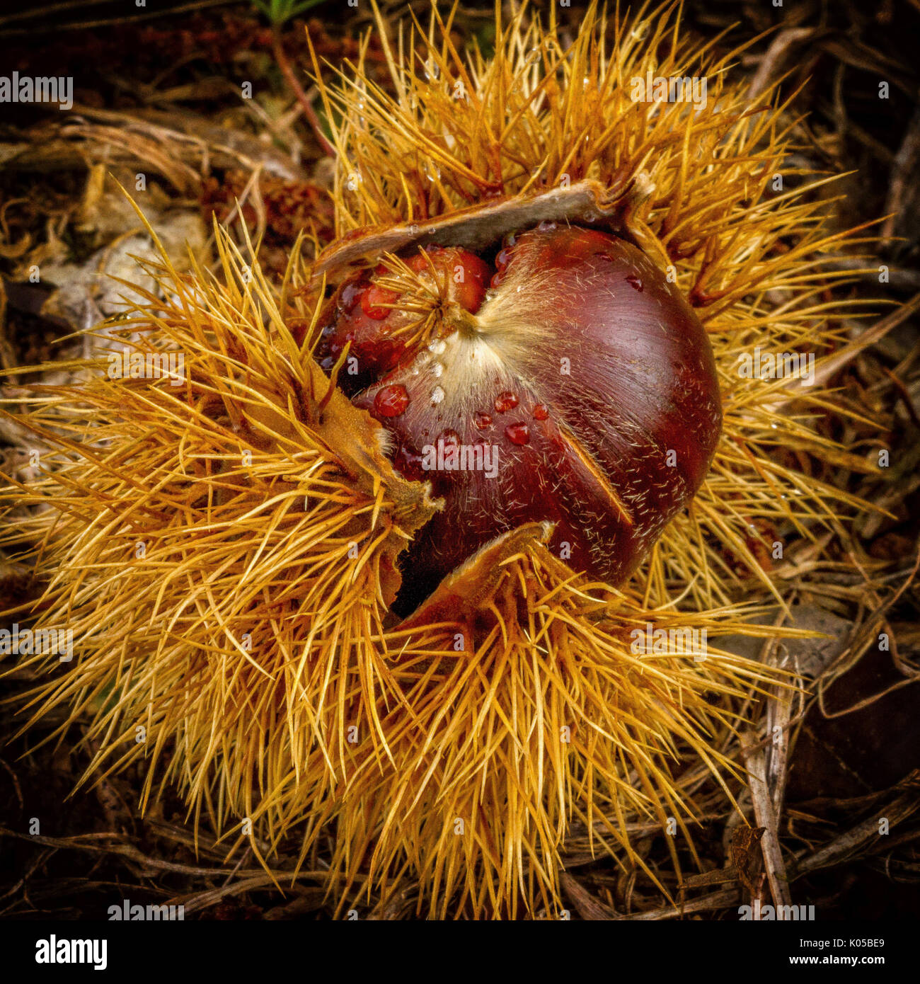 Chestnut burrs hi-res stock photography and images - Alamy