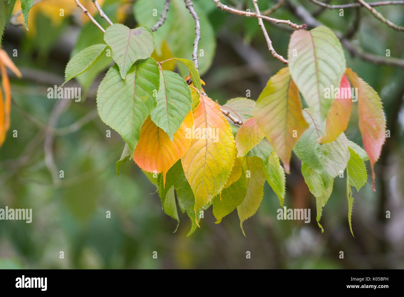 Autumn leaves changing color with the season for Fall Stock Photo - Alamy
