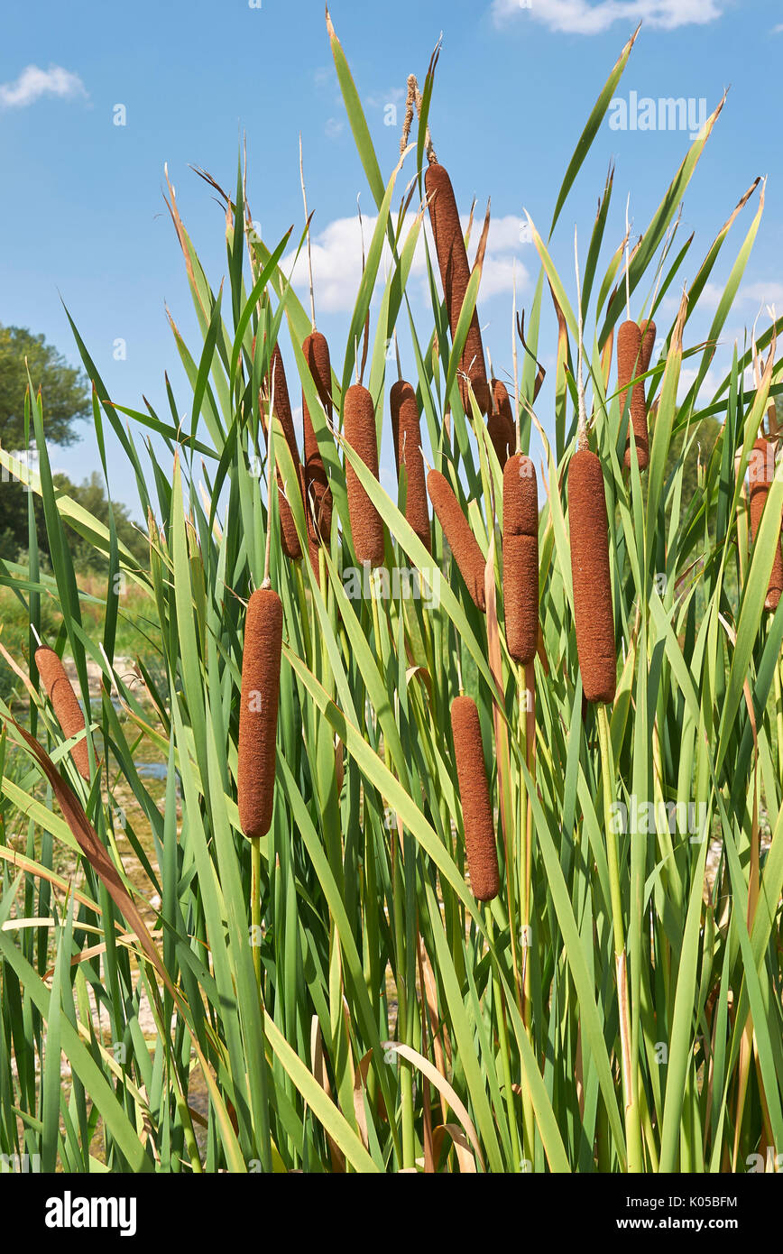 Typha latifolia close up Stock Photo - Alamy
