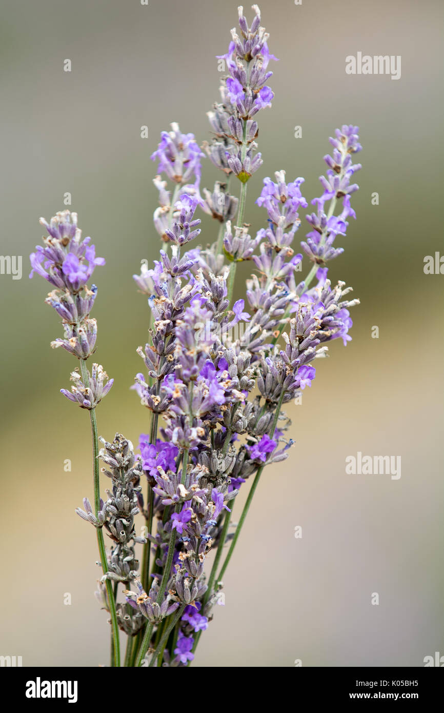 Bunch of freshly picked lavender on a natural background Stock Photo ...