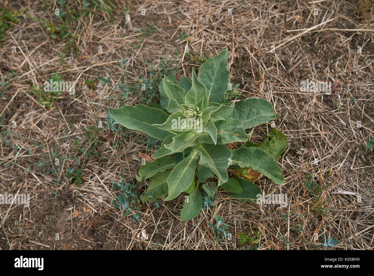 Mullein stalk hi-res stock photography and images - Alamy