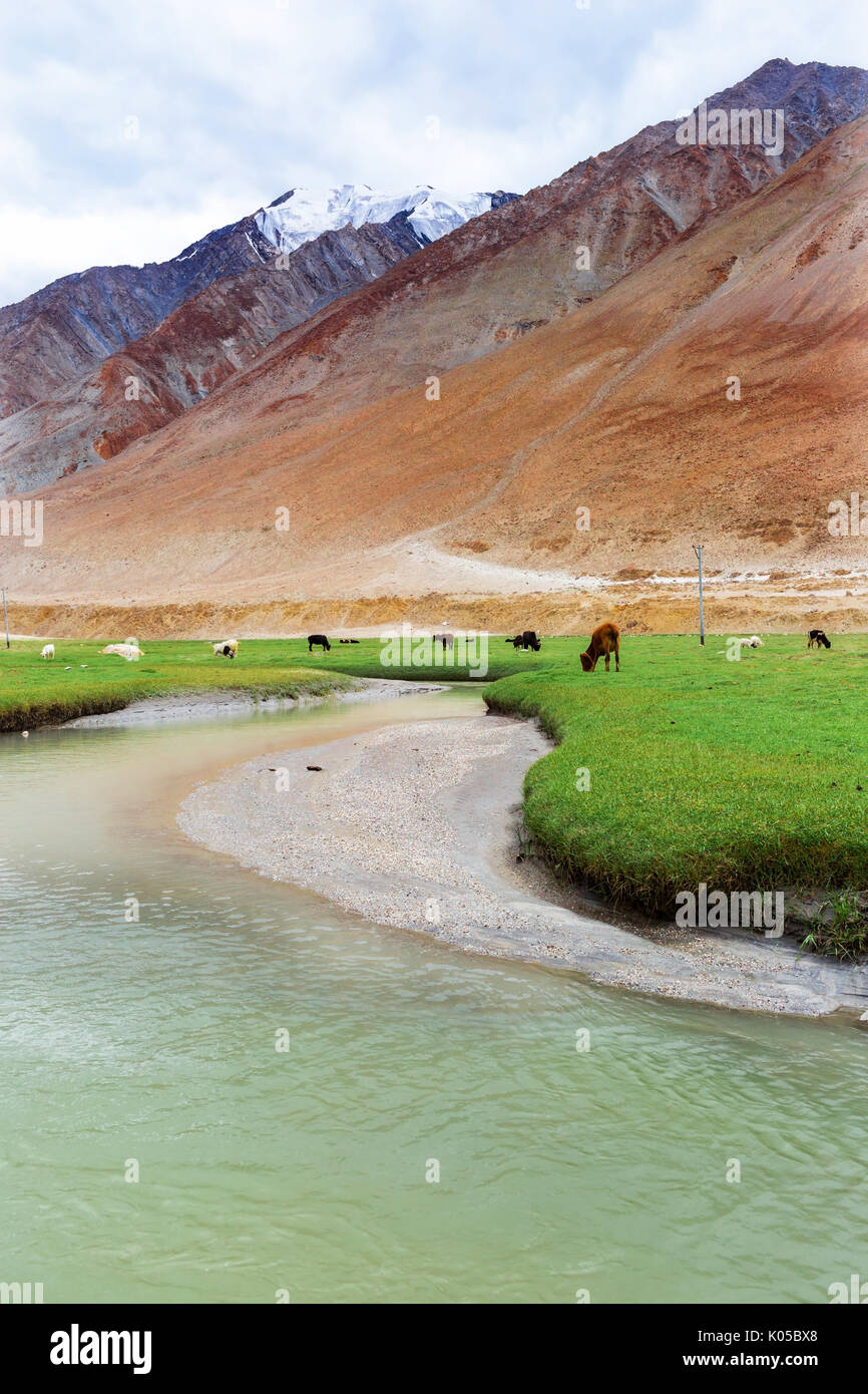 Animals with natural landscape in Leh Ladakh, Jammu and Kashmir, India ...