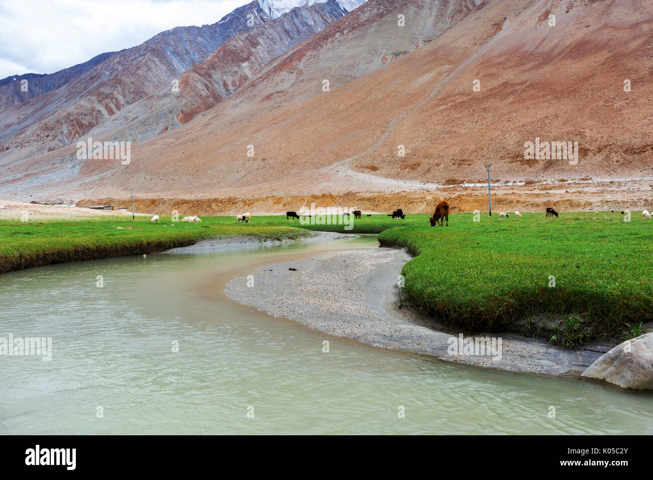 Animals with natural landscape in Leh Ladakh, Jammu and Kashmir, India ...