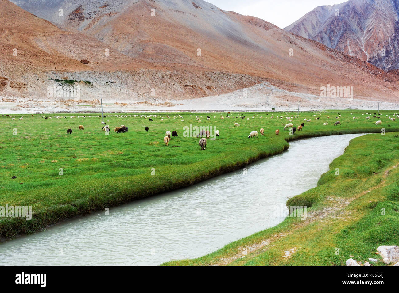 Animals with natural landscape in Leh Ladakh, Jammu and Kashmir, India ...