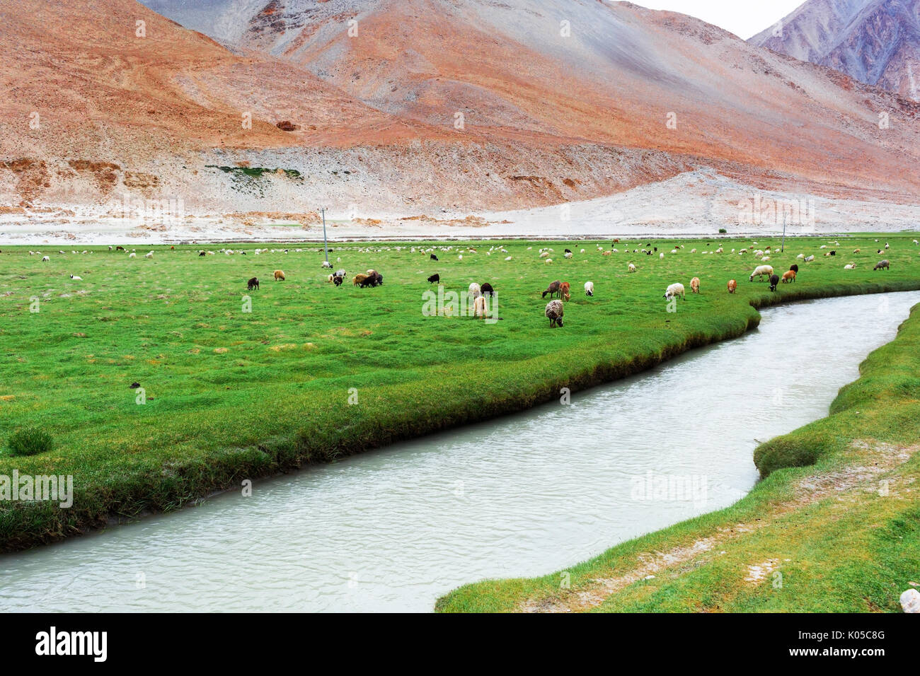 Animals with natural landscape in Leh Ladakh, Jammu and Kashmir, India ...