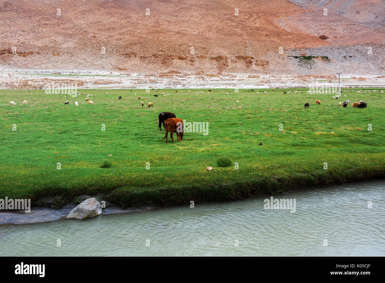 Animals with natural landscape in Leh Ladakh, Jammu and Kashmir, India ...