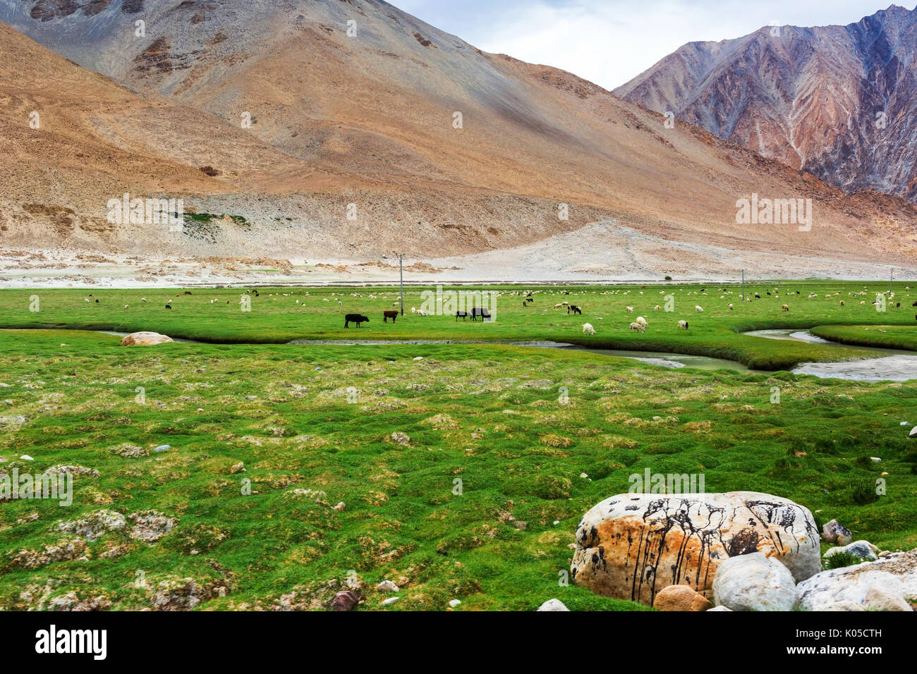 Animals with natural landscape in Leh Ladakh, Jammu and Kashmir, India ...