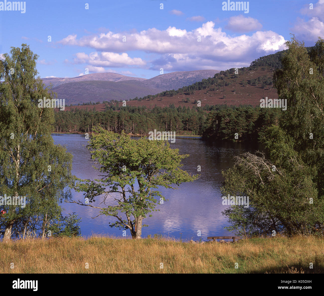 Rothiemurchus forest hi-res stock photography and images - Alamy