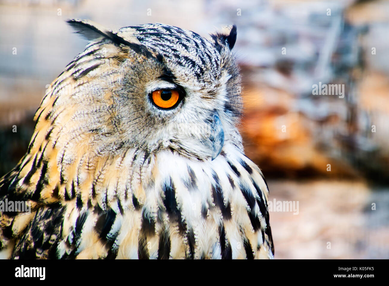 Eurasian eagleowl hi-res stock photography and images - Alamy