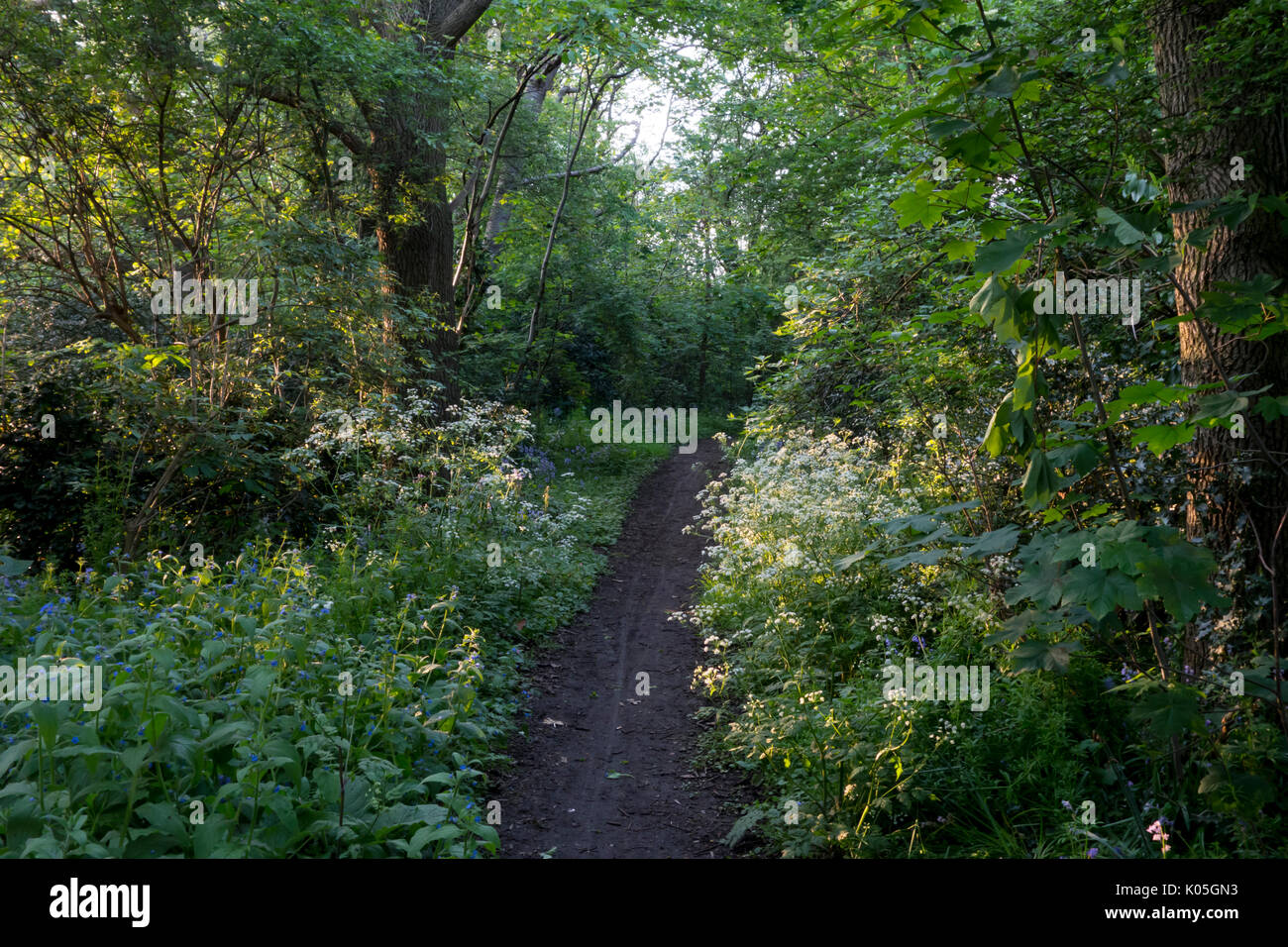 Europe, UK, England, Surrey forest path Stock Photo - Alamy