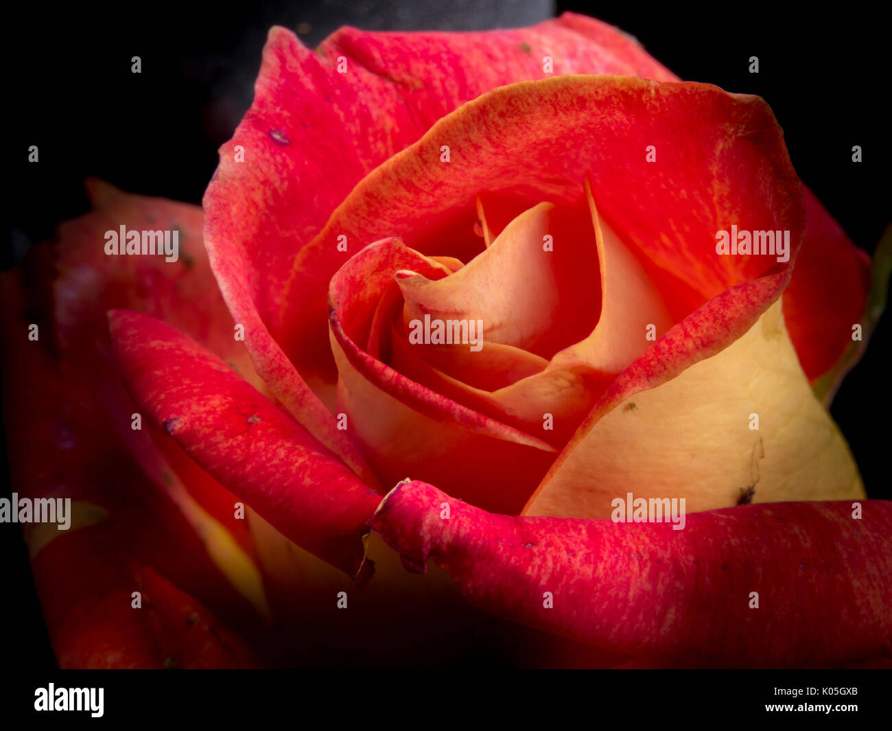 Variegated shades hi-res stock photography and images - Alamy