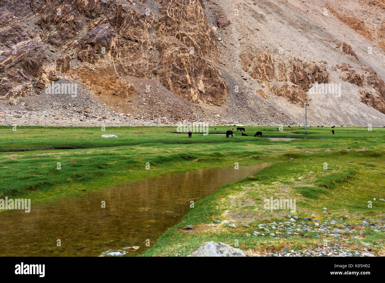 Animals with natural landscape in Leh Ladakh, Jammu and Kashmir, India ...