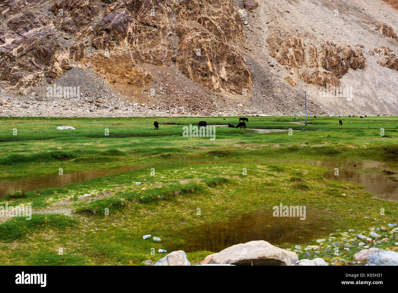 Animals with natural landscape in Leh Ladakh, Jammu and Kashmir, India ...