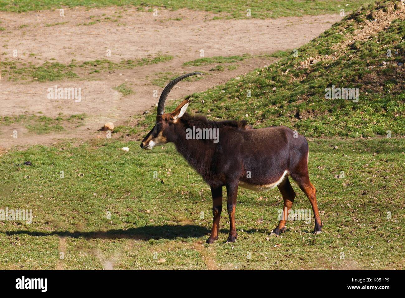 Side view of sable antelope (hippotragus niger Stock Photo - Alamy