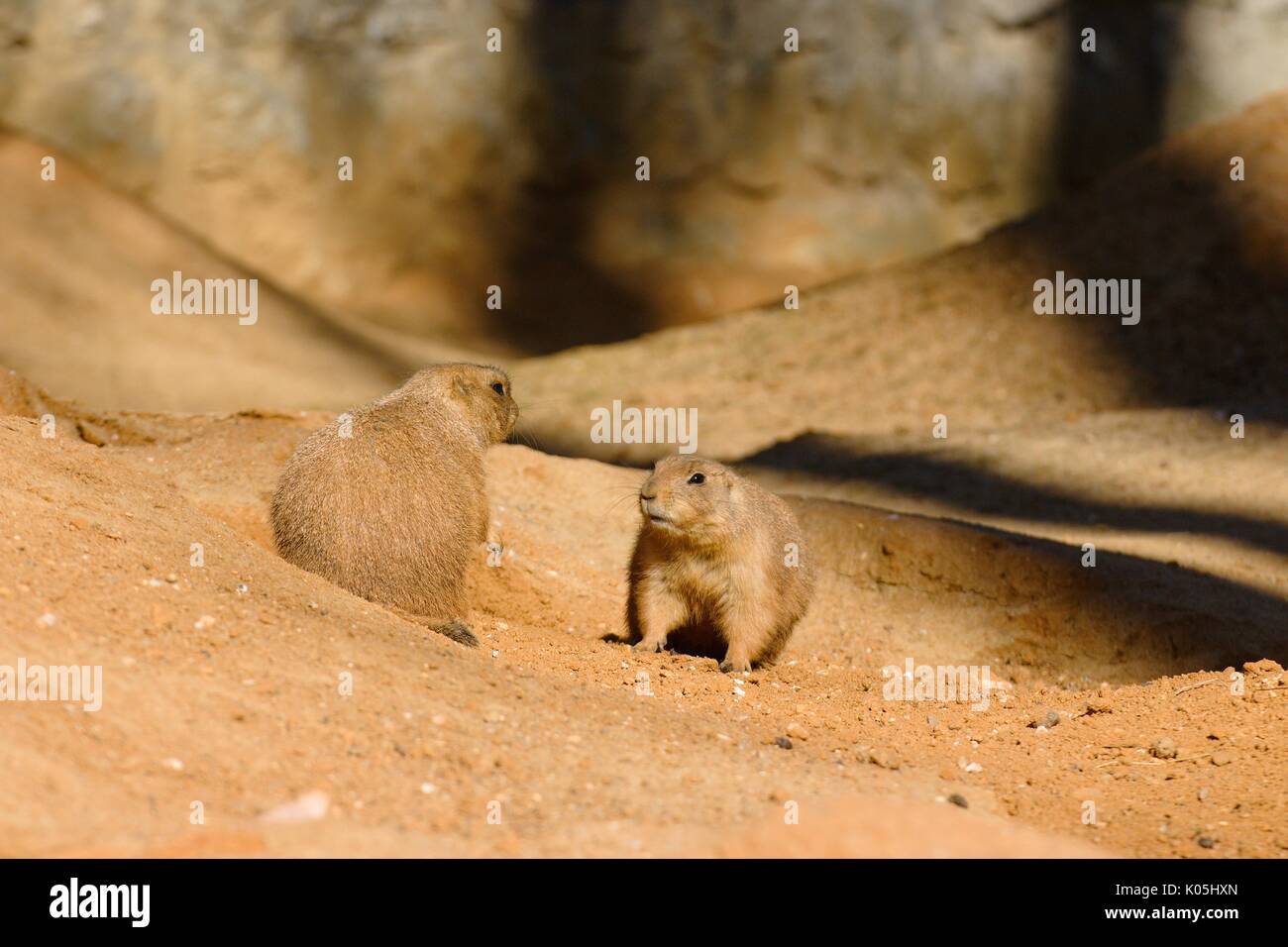 Pair of black tailed prairie dogs playing or ready to fight Stock Photo ...