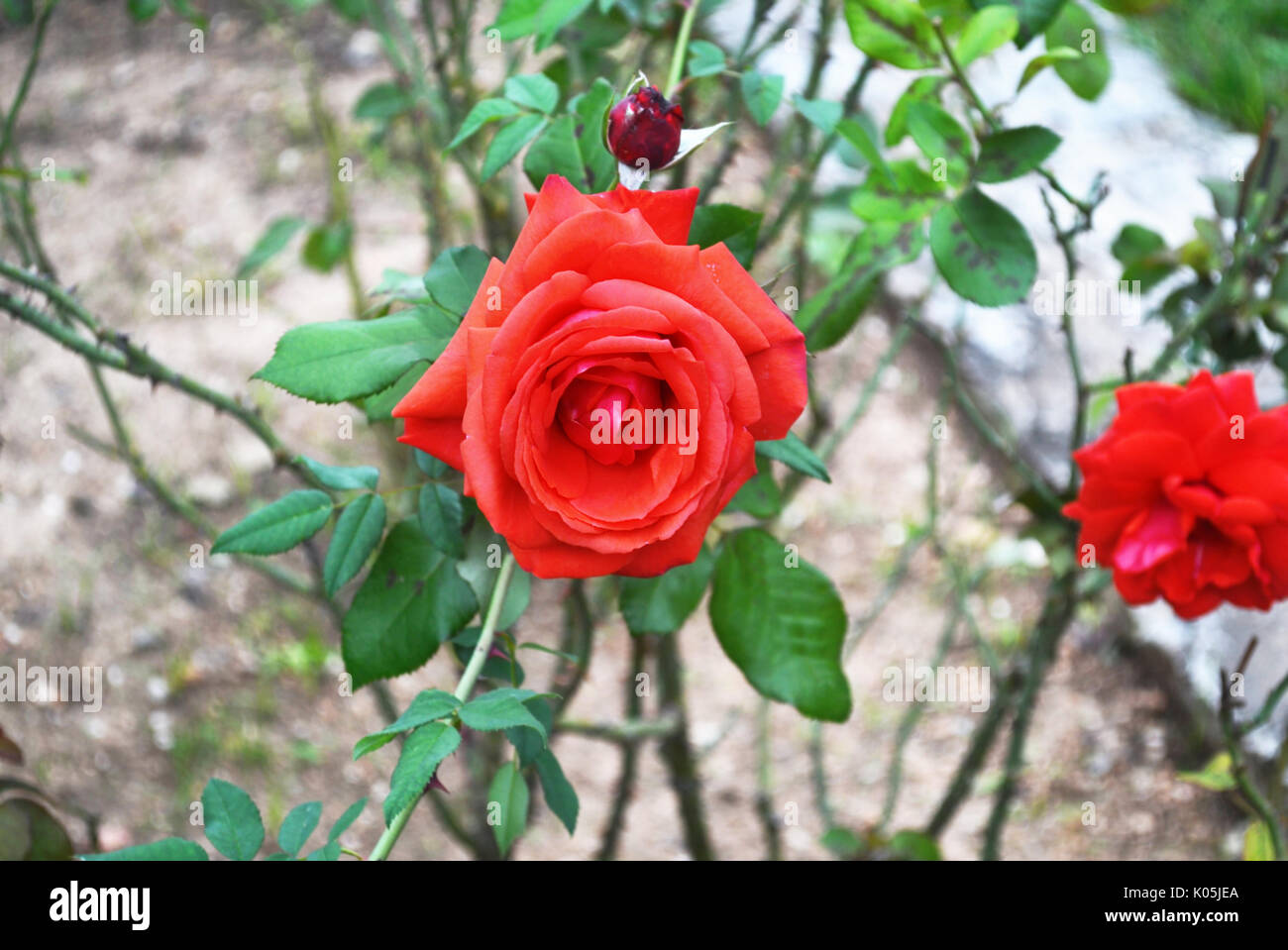 Athens botanic garden hi-res stock photography and images - Alamy