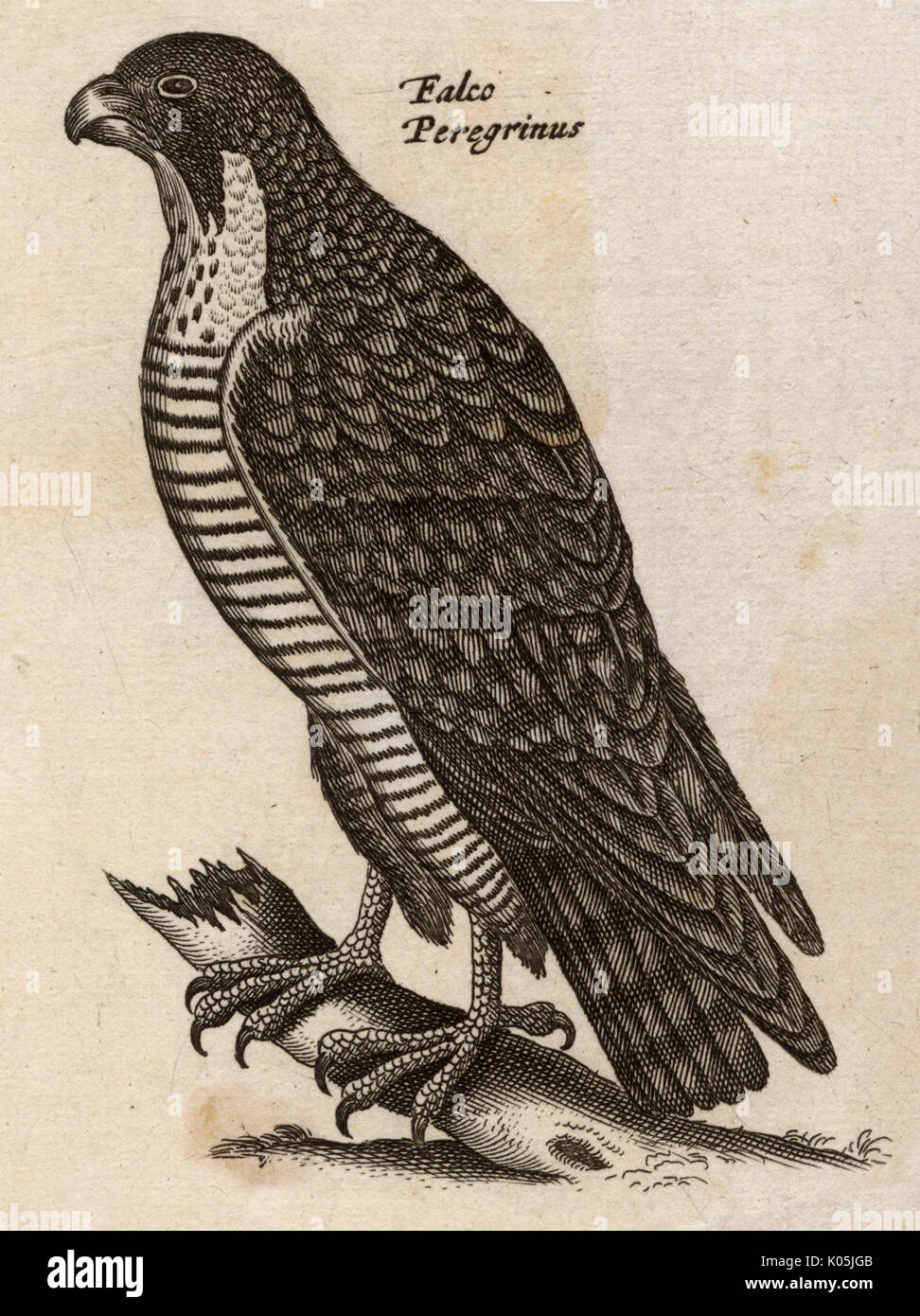 Peregrine falcon peregrine hi-res stock photography and images - Alamy