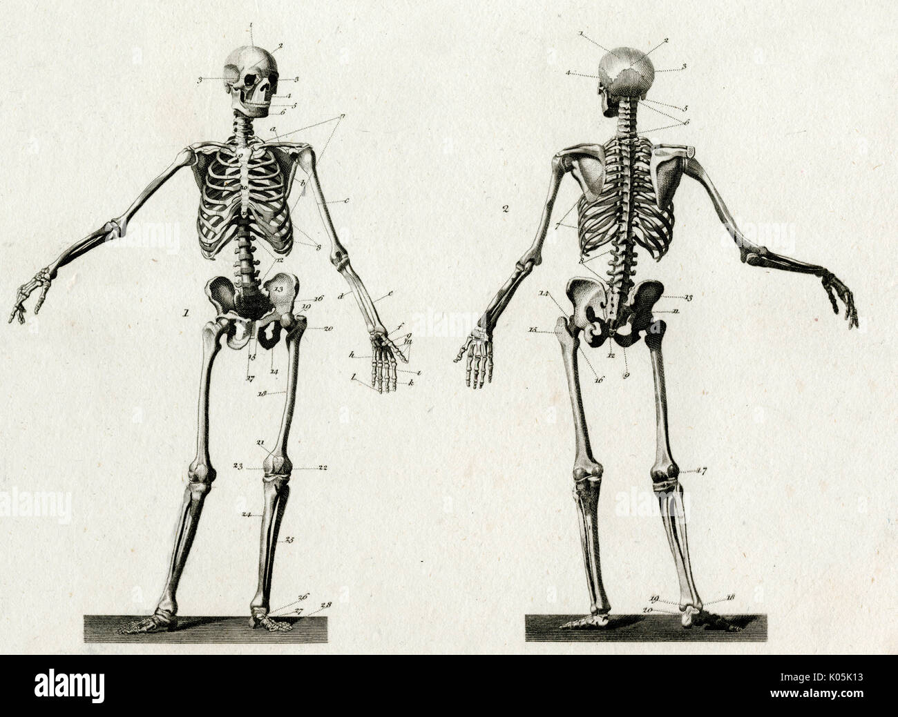 Human Skeleton Drawing Back