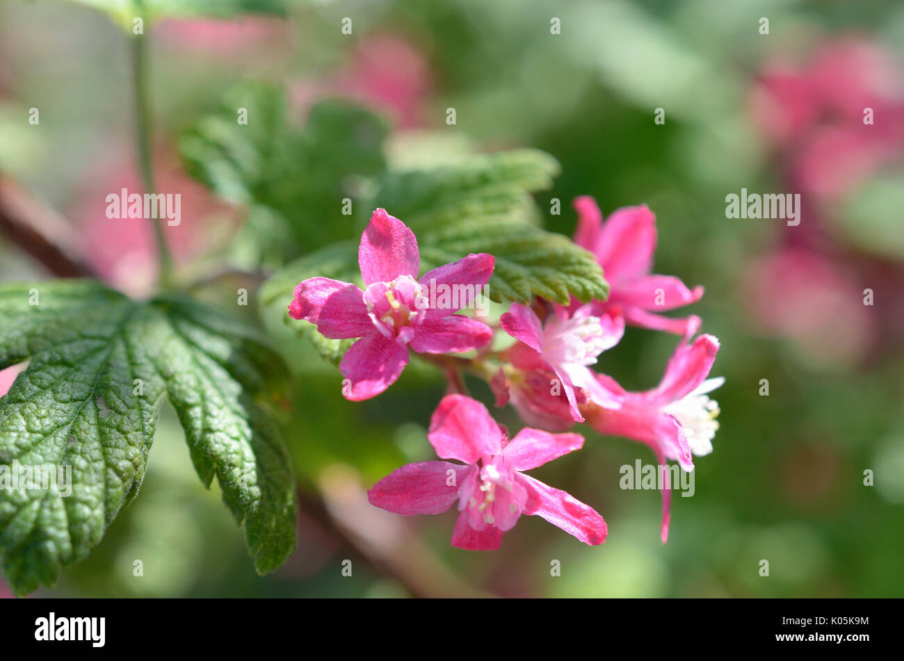 Redcurrant in flower hi-res stock photography and images - Alamy