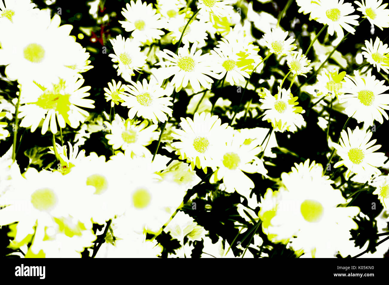 white flower high exposure background Stock Photo - Alamy