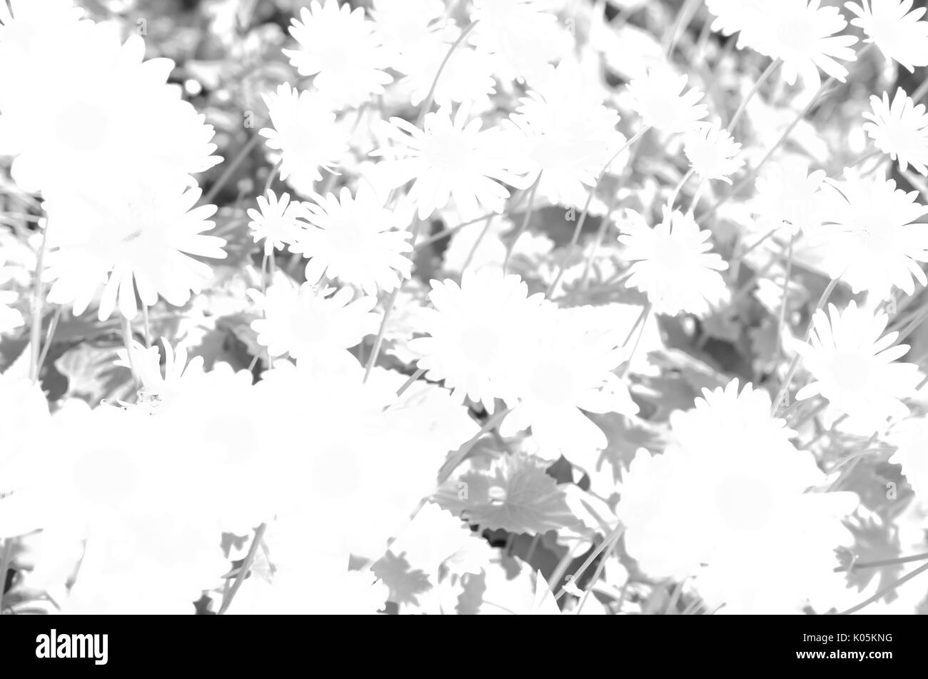 white flower high exposure background Stock Photo - Alamy