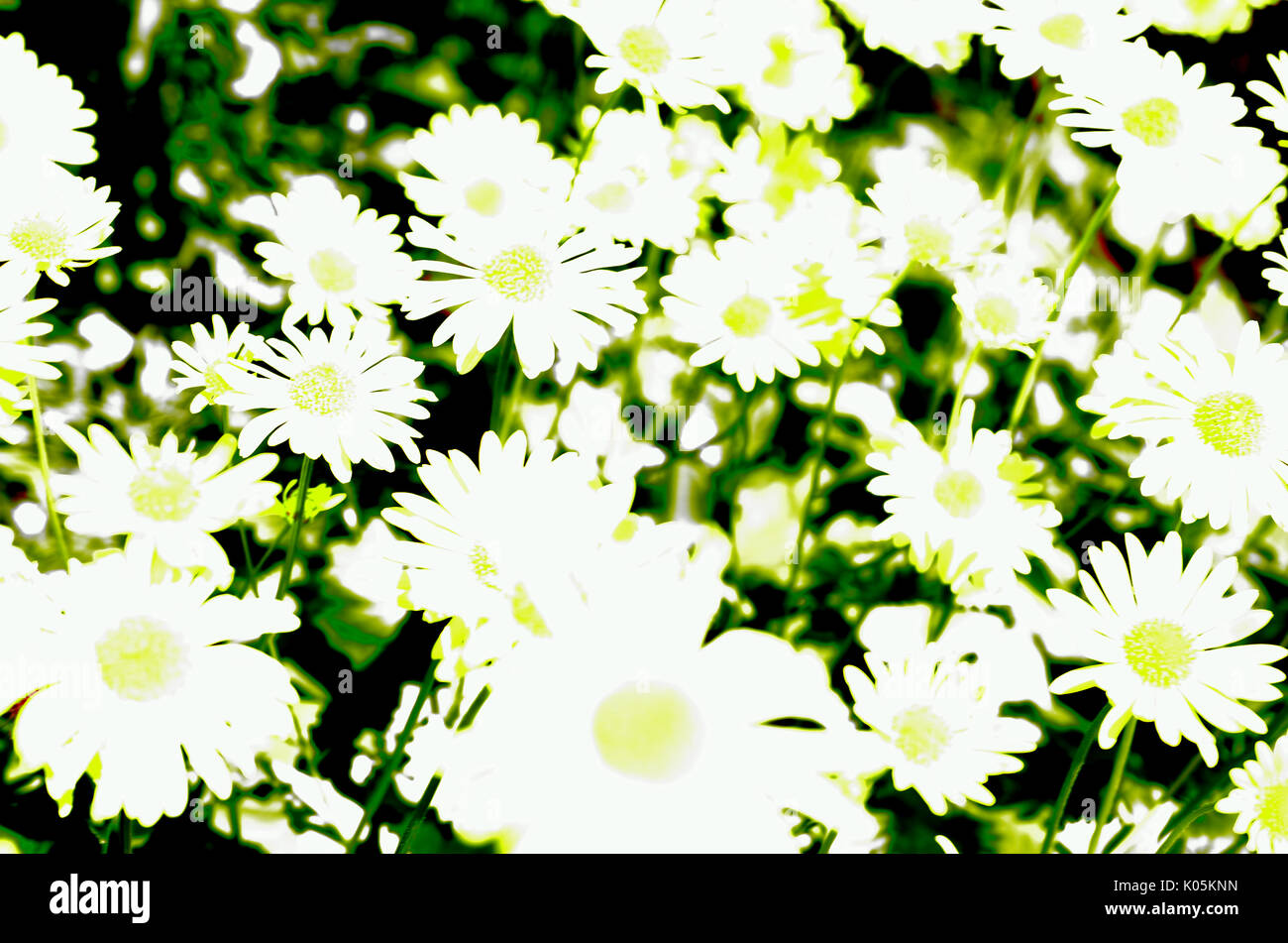 white flower high exposure background Stock Photo - Alamy