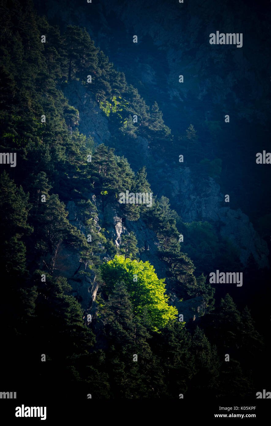 forest lit by the sun on a mountainside Stock Photo - Alamy