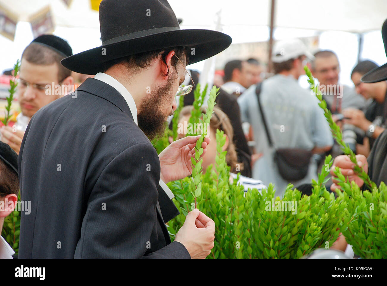 an orthodox jewish man checks one of the four spices- myrtus, in the ...