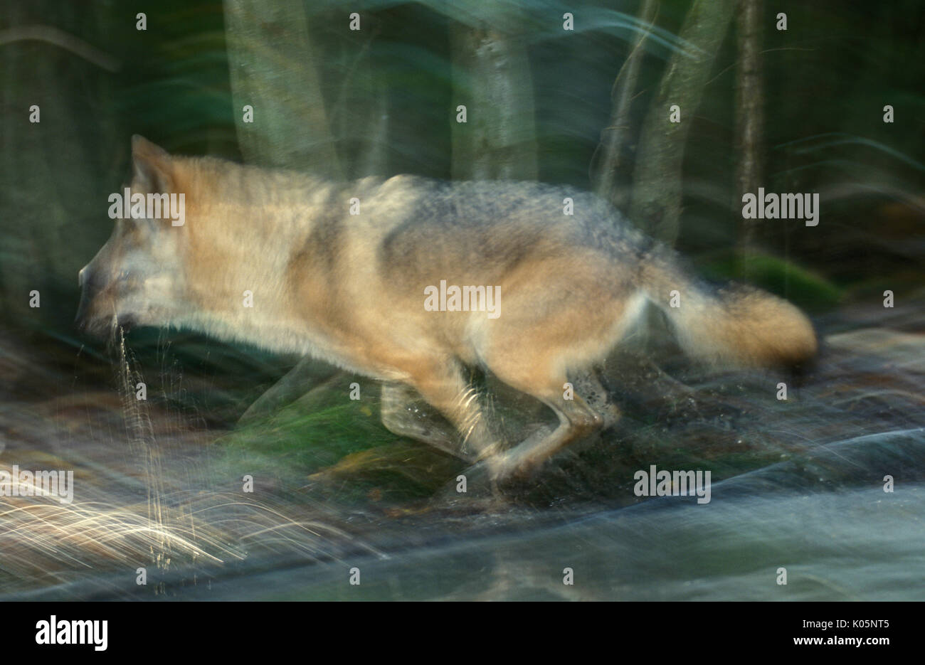 Timber wolf running hi-res stock photography and images - Alamy