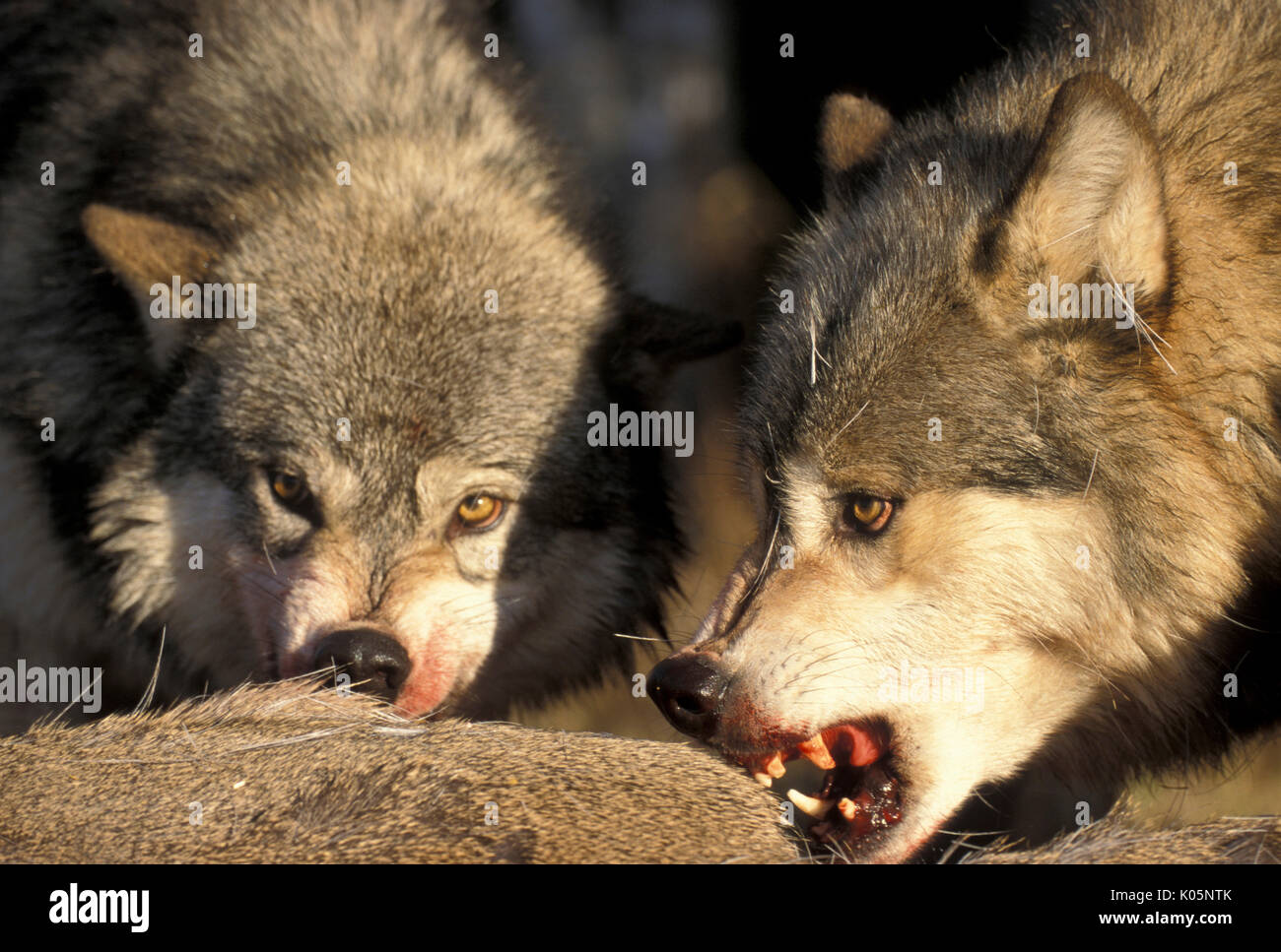Timber or Grey Wolf, Canis Lupus, Minnesota USA, controlled situation ...