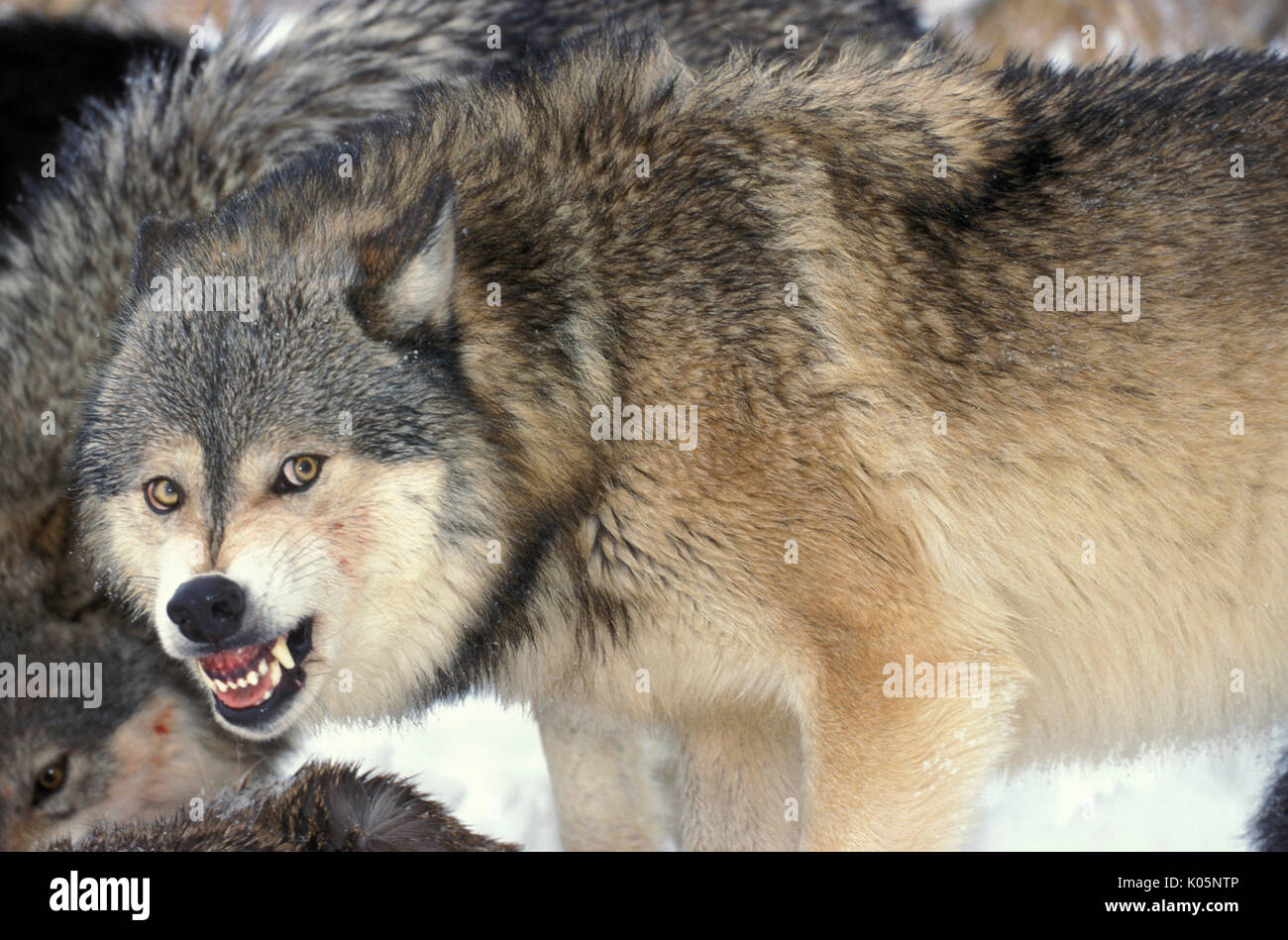 Grey wolf snarling hi-res stock photography and images - Alamy