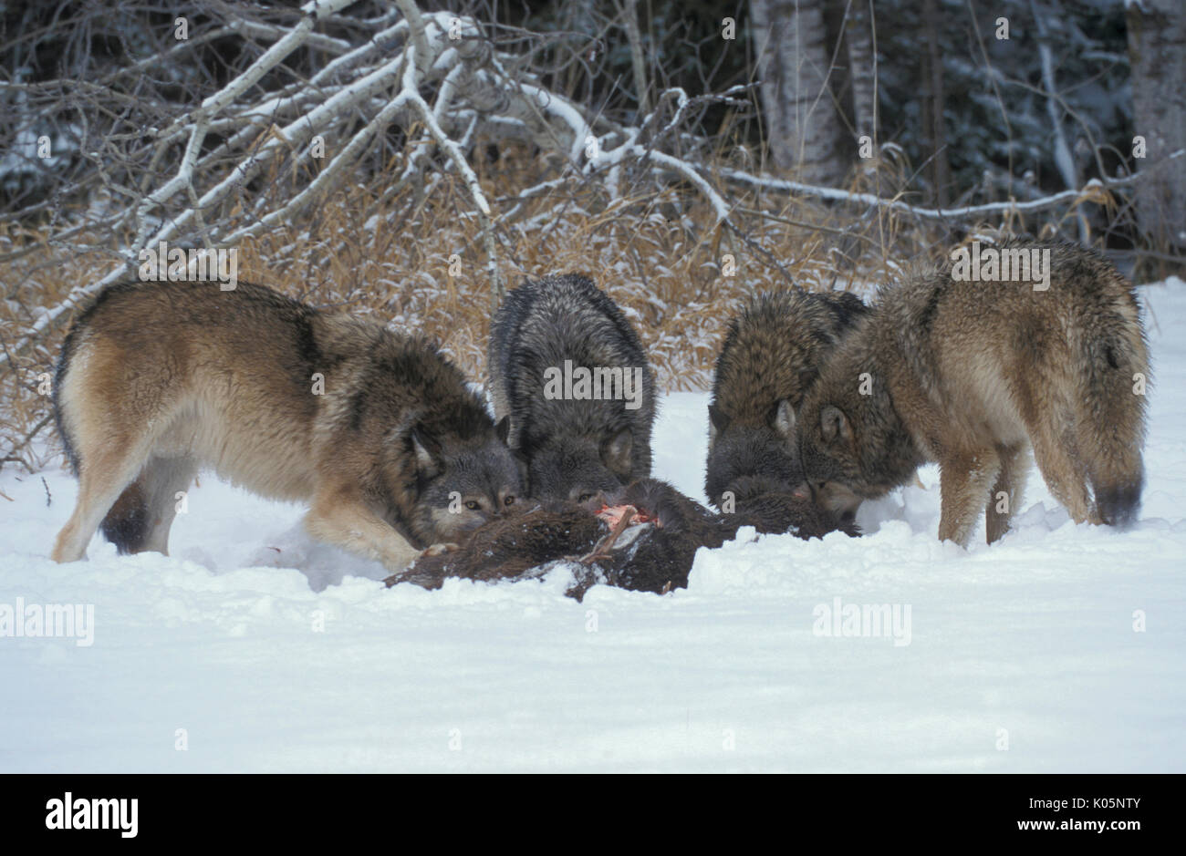 Timber or Grey Wolf, Canis Lupus, Minnesota USA, controlled situation ...