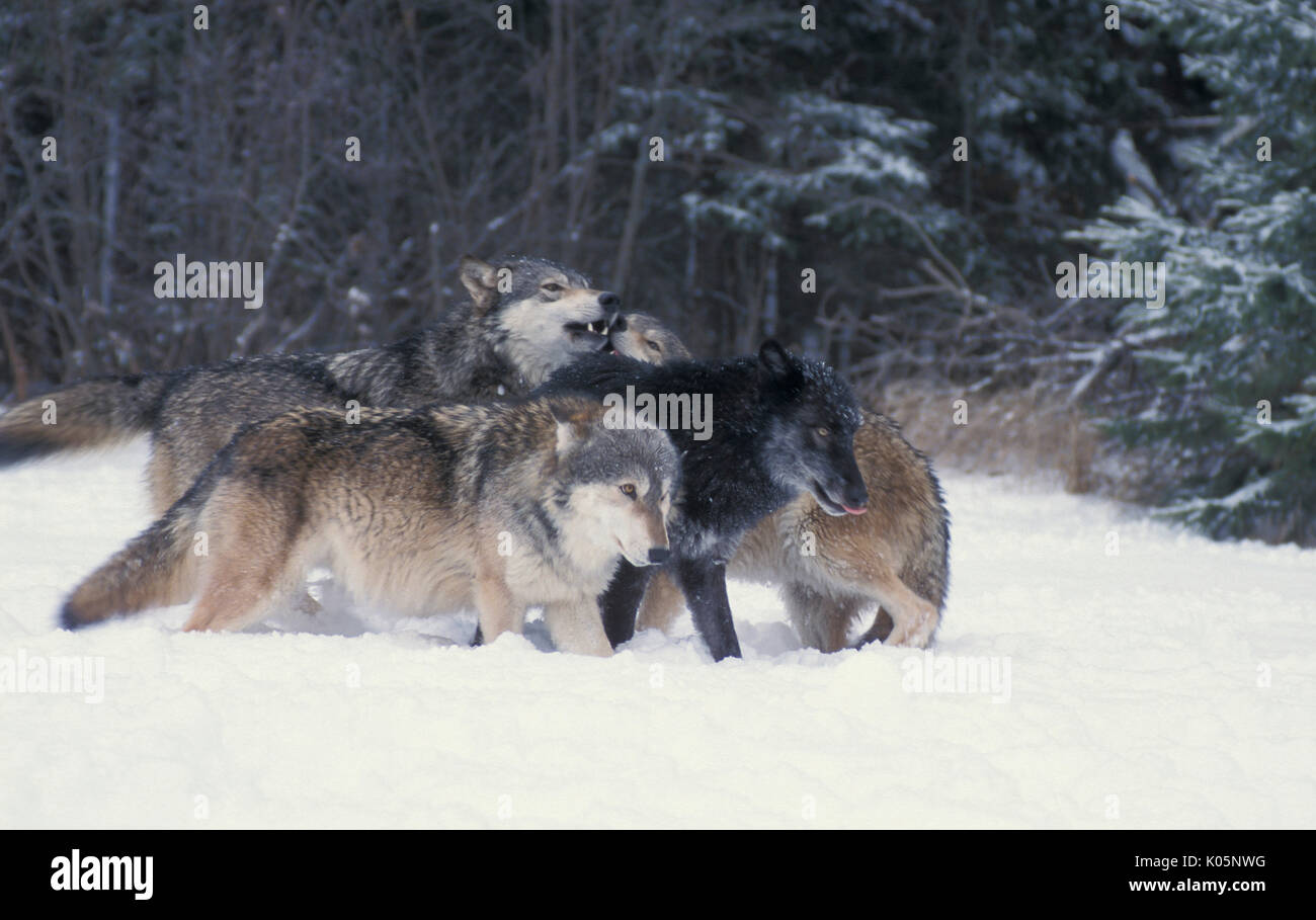 Timber or Grey Wolf, Canis Lupus, Minnesota USA, controlled situation ...