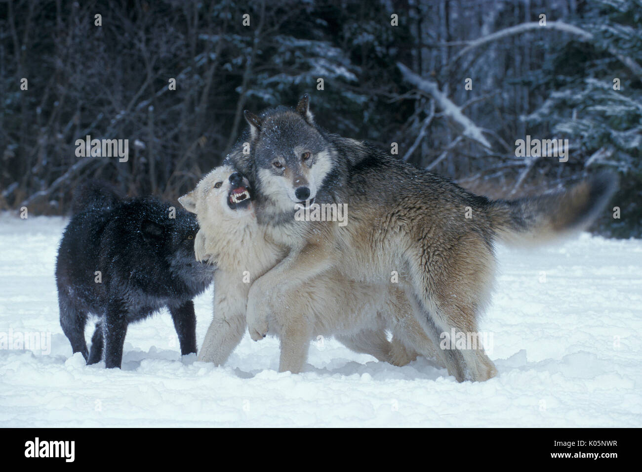 Grey wolves fighting in snow hi-res stock photography and images - Alamy