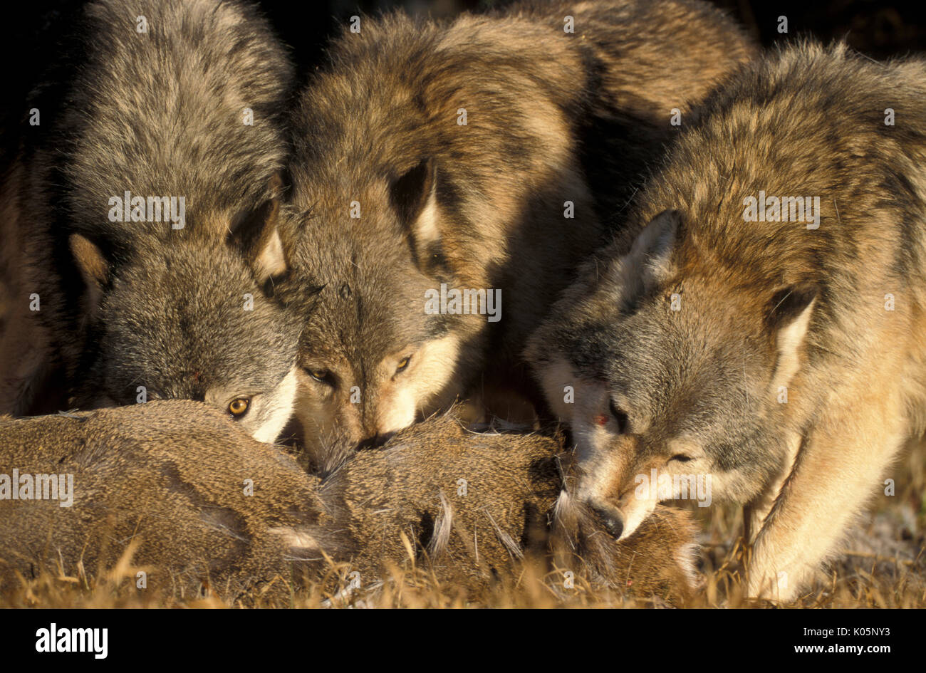 Gray Wolf Pack Eating